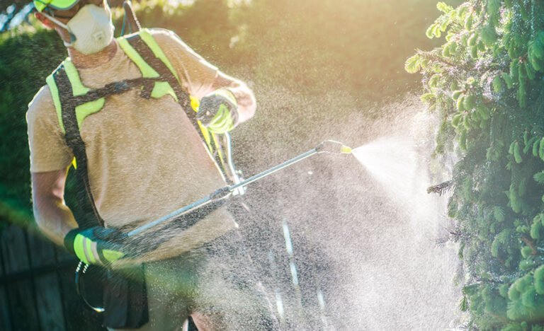 La importancia de fumigar los cítricos