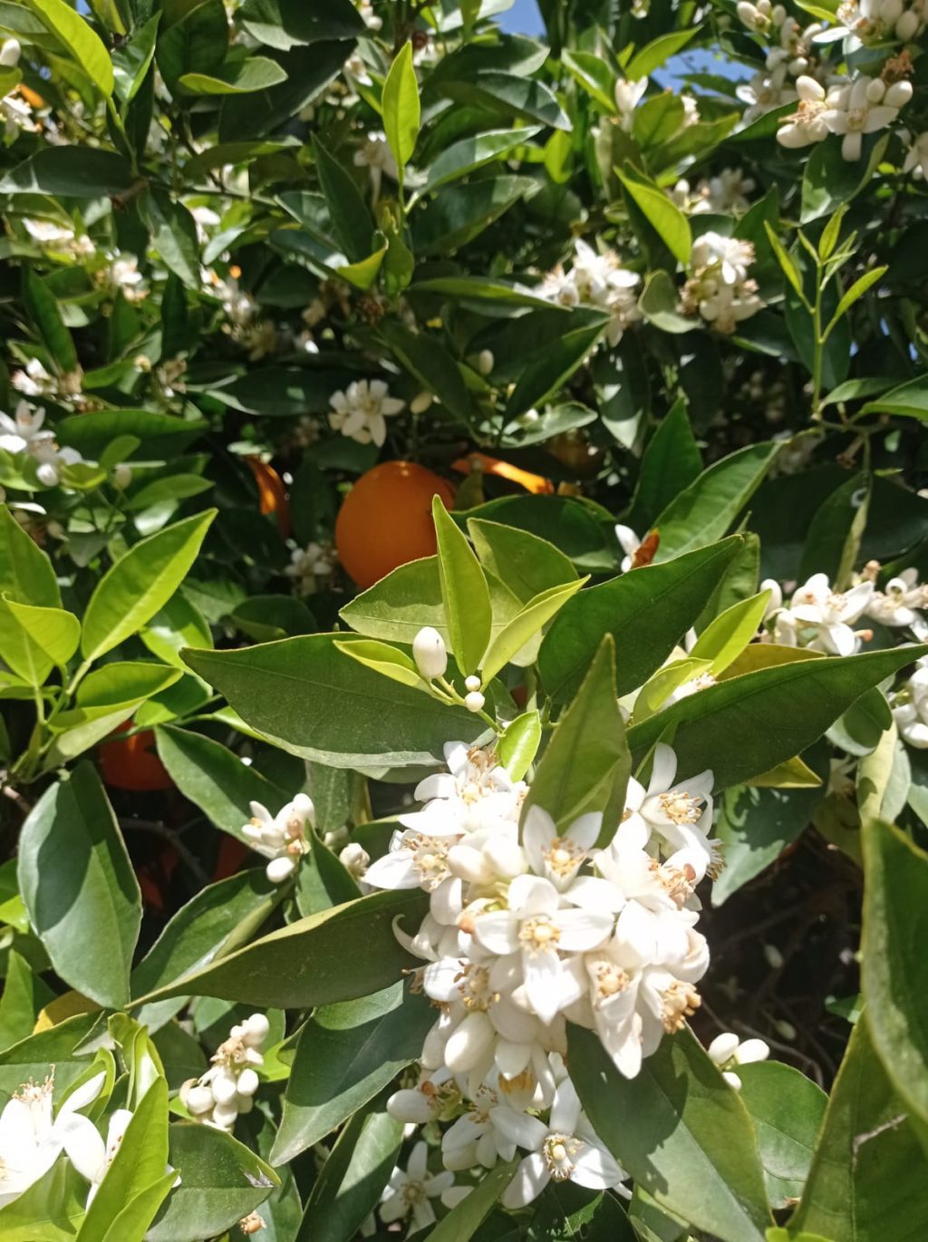 Miel de Azahar de naranjo